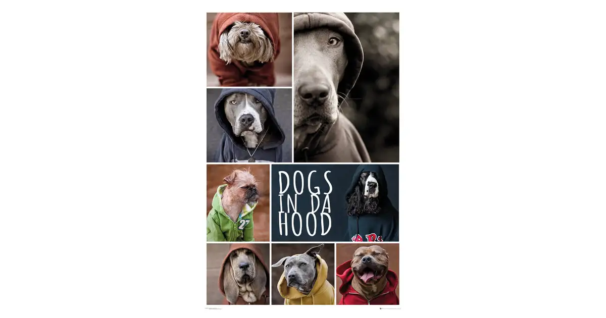 Dogs In da Hood Psy - plakat - Galeria Plakatu