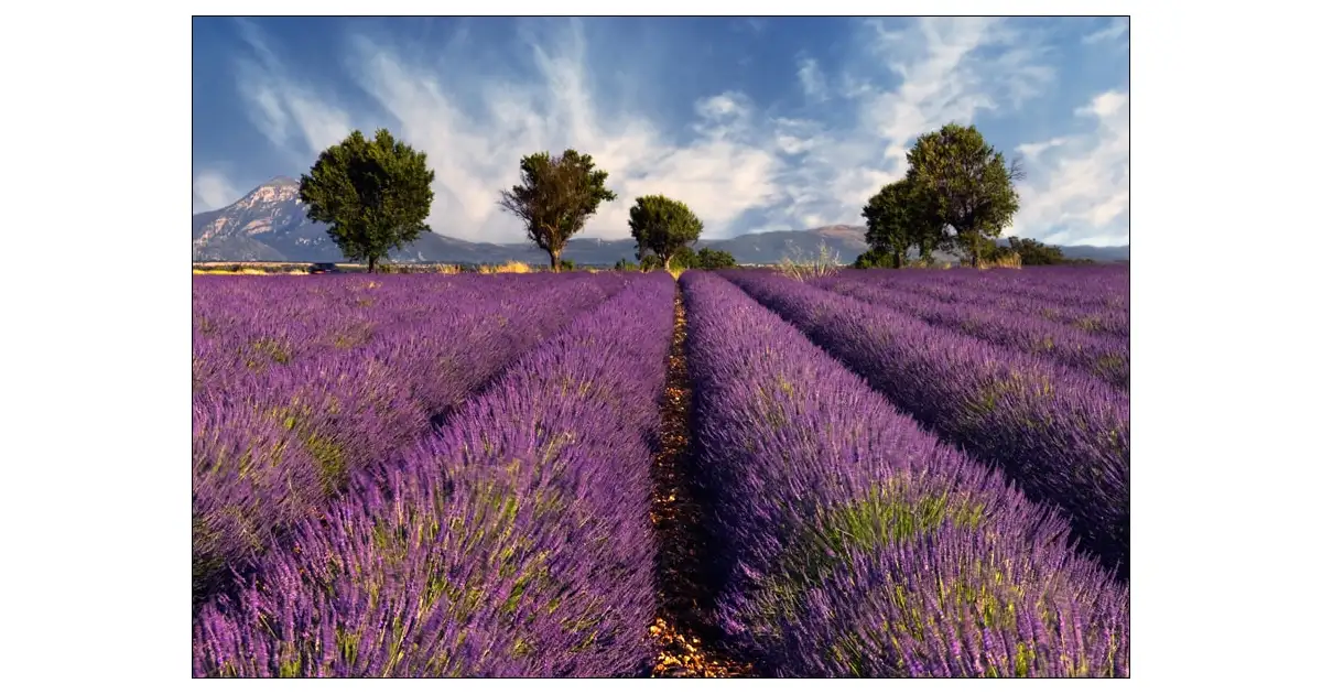 Pola Lawendy. Prowansja. Francja - plakat - Galeria Plakatu