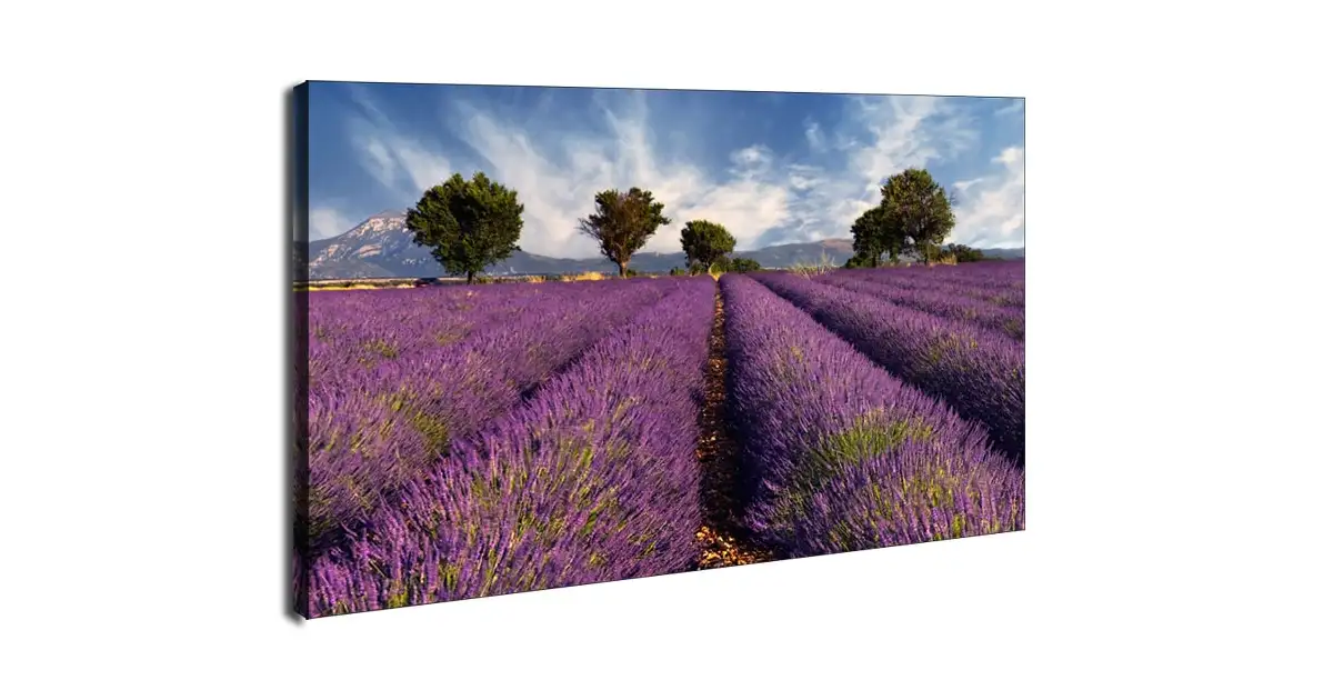 Pola Lawendy. Prowansja. Francja - obraz na płótnie - Galeria Plakatu