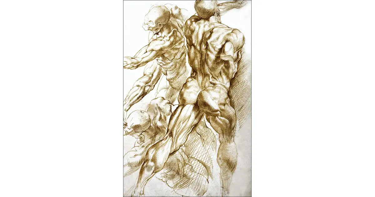 Anatomical Studies, Rubens - plakat - Galeria Plakatu