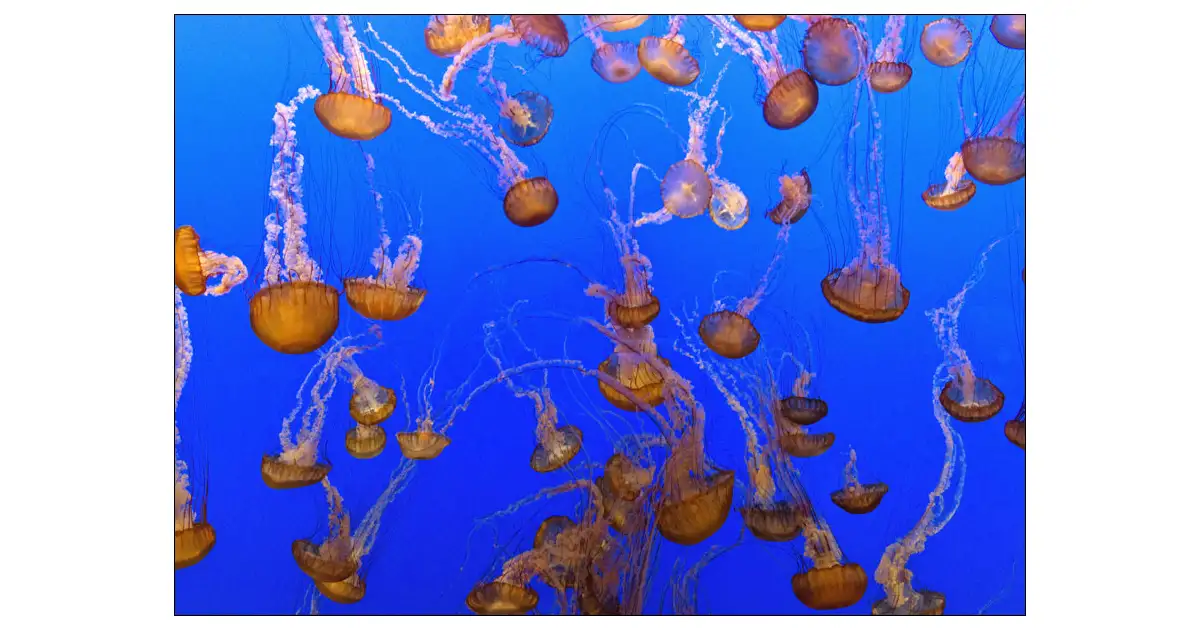 For displaying jellyfish, The Monterey Bay Aquarium uses a Kreisel tank ...