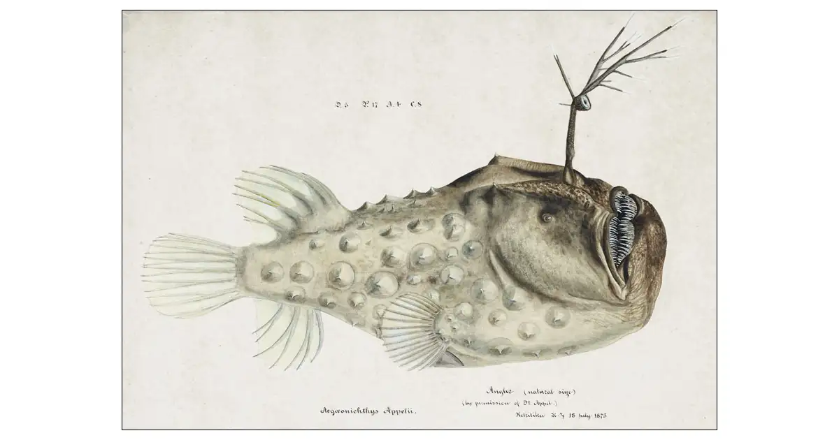 Antique Prickly anglerfish, F. E. Clarke - plakat - Galeria Plakatu