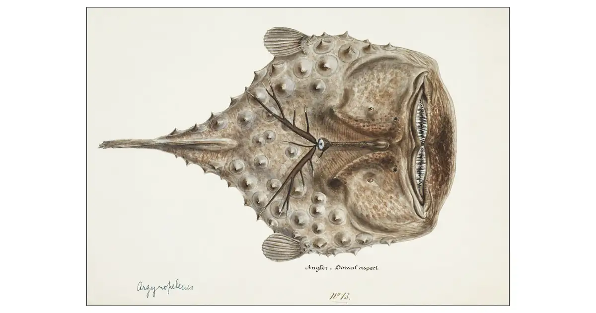 Antique Prickly anglerfish, F. E. Clarke - plakat - Galeria Plakatu