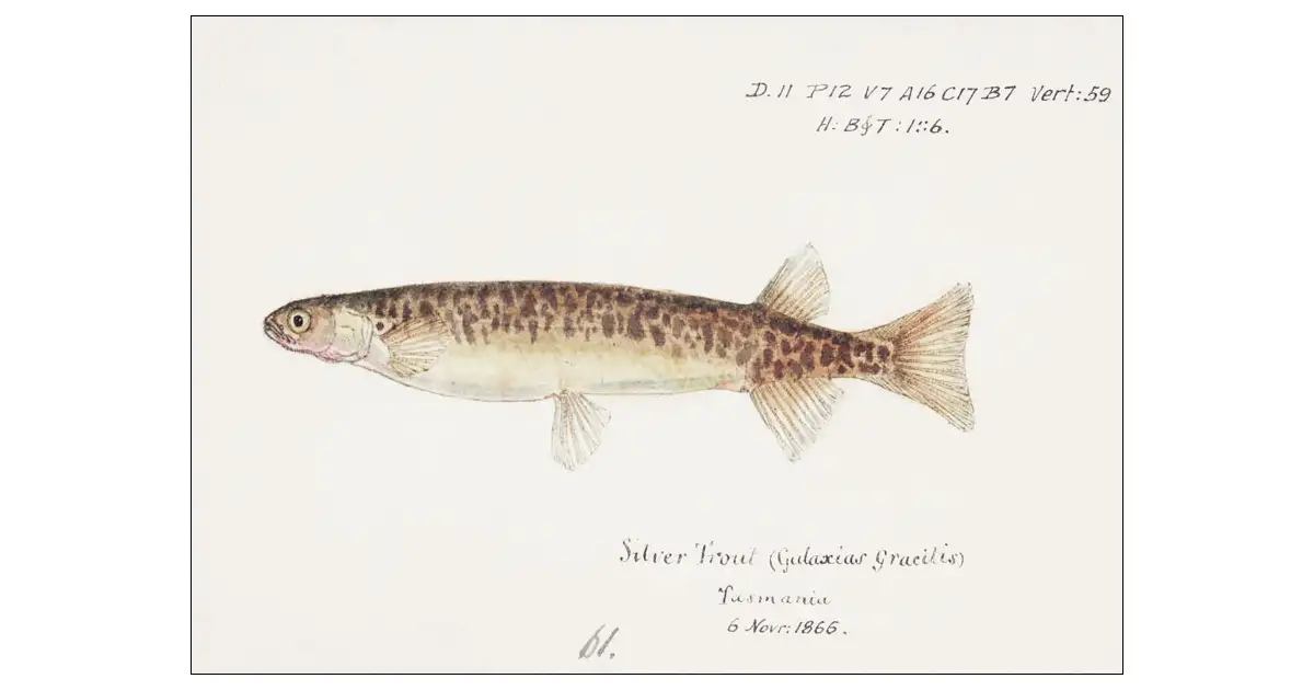 Antique fish galaxias gracilis dwarf inanga, F. E. Clarke - plakat ...