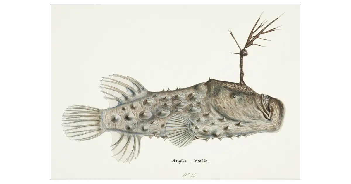 Antique Prickly anglerfish, F. E. Clarke - plakat - Galeria Plakatu