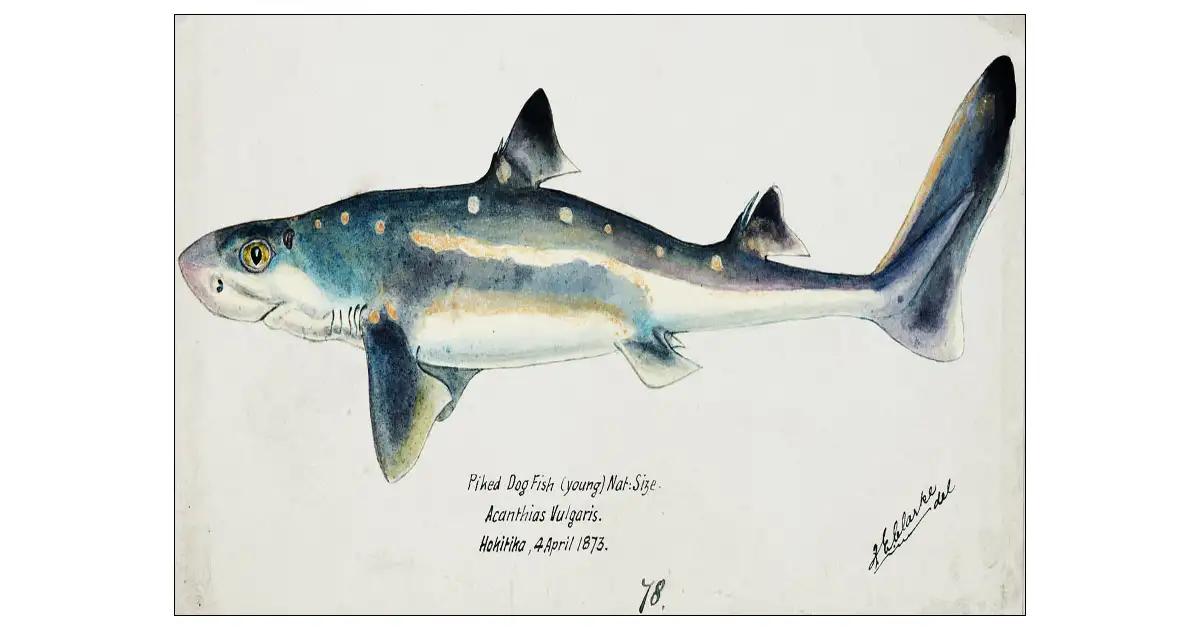 Antique fish Squalus acanthias, F. E. Clarke - plakat - Galeria Plakatu