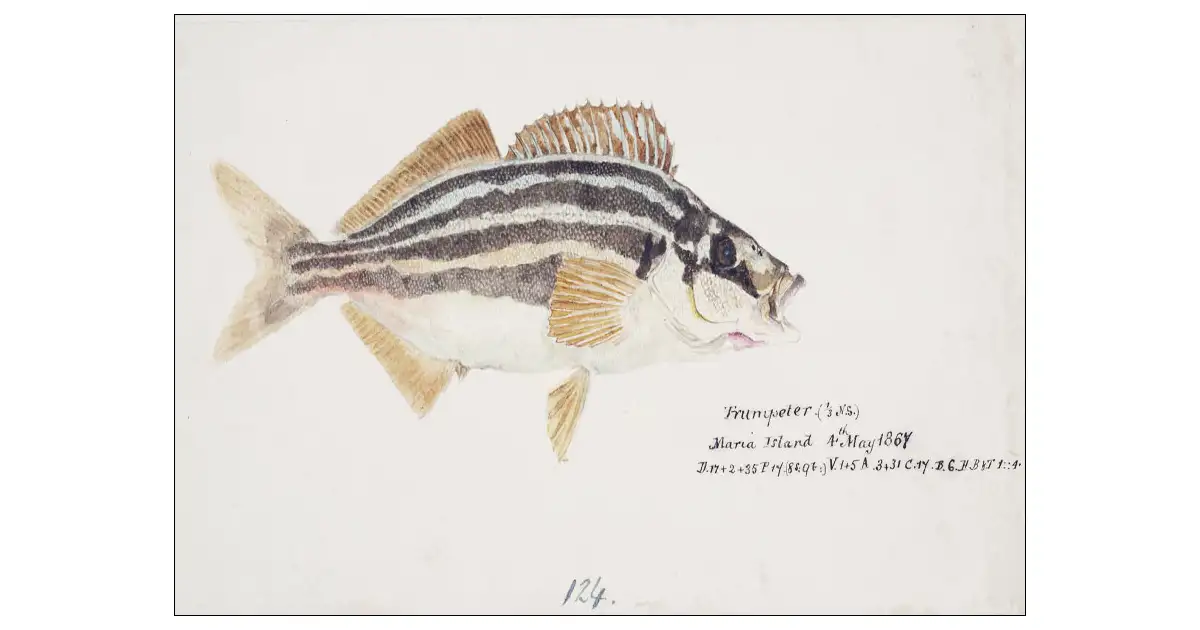 Antique fish latris lineata common trumpeter, F. E. Clarke - plakat ...