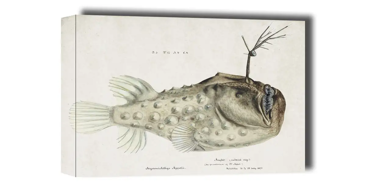 Antique Prickly anglerfish, F. E. Clarke - obraz na płótnie - Galeria ...
