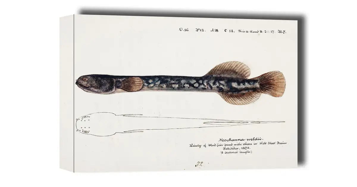 Antique fish Neochanna apoda, F. E. Clarke - obraz na płótnie - Galeria ...