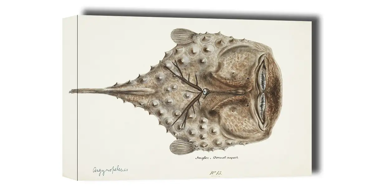 Antique Prickly anglerfish, F. E. Clarke - obraz na płótnie - Galeria ...