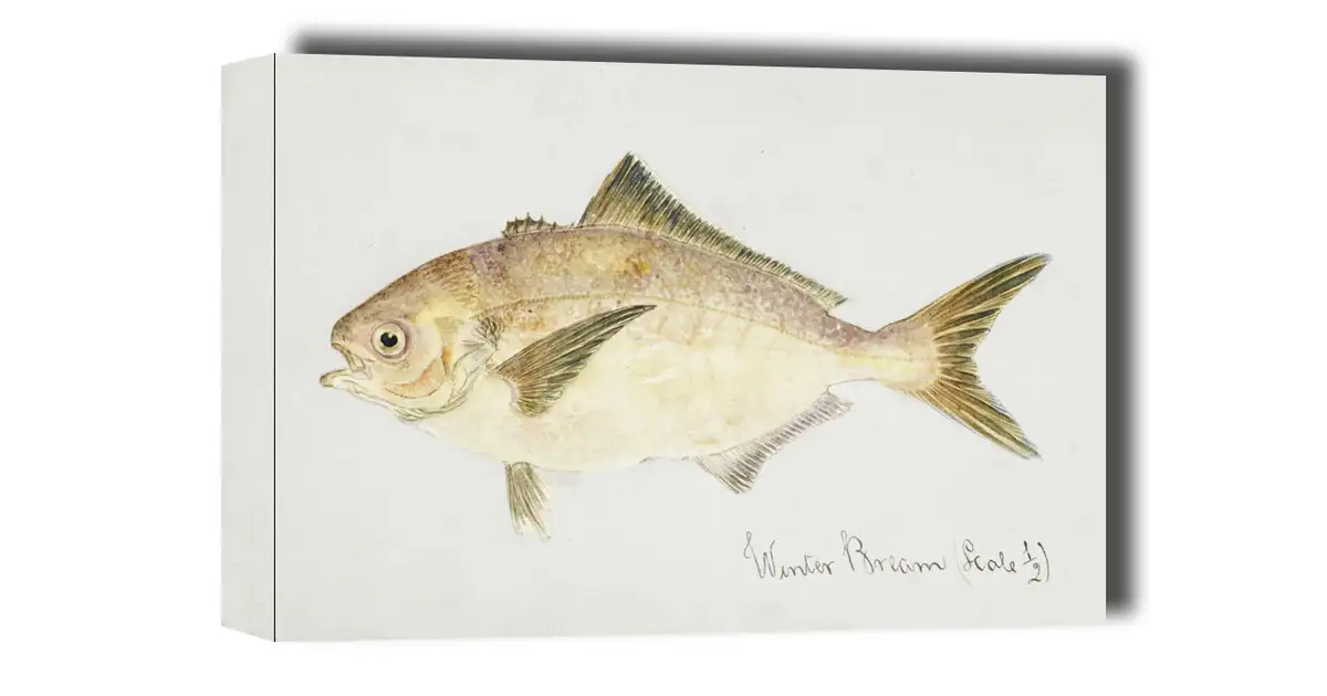 Antique fish seriolella punctata silver warehou, F. E. Clarke - obraz ...