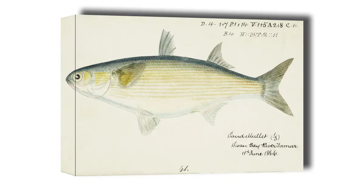 Antique fish myxus elongatus sand mullet, F. E. Clarke - obraz na ...
